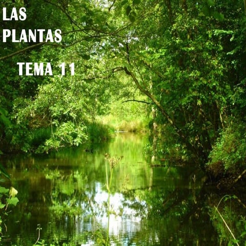 Las Plantas | PPT