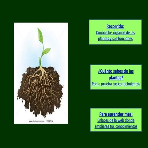 Edgar partes de las plantas-- | PPTX