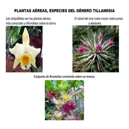 Clases de plantas | DOCX