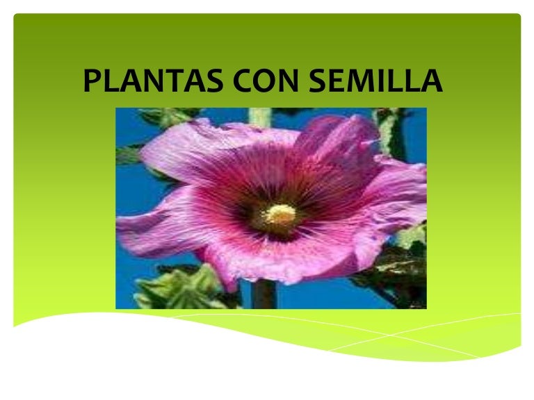 Plantas con semilla