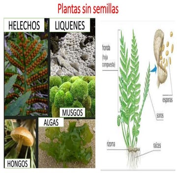 PLANTAS CON SEMILLA Y SIN SEMILLA.pptx
