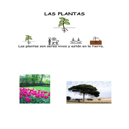 Plantas fichas | PDF
