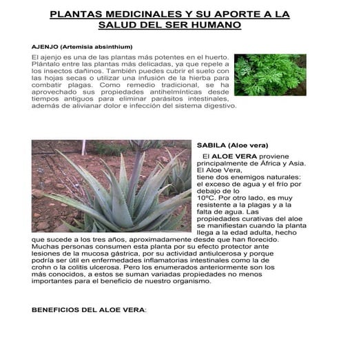 Plantas Medicinales y sus aportes a la salud.docx