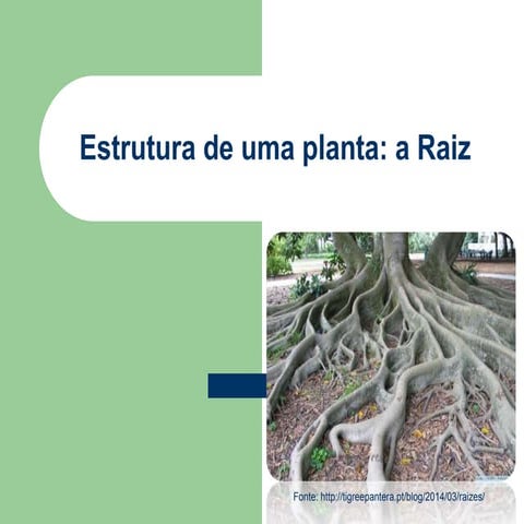 Classificação das raízes, quanto à forma | PPTX