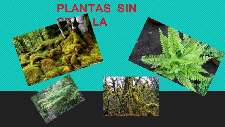 Plantas Sin Semilla 4612