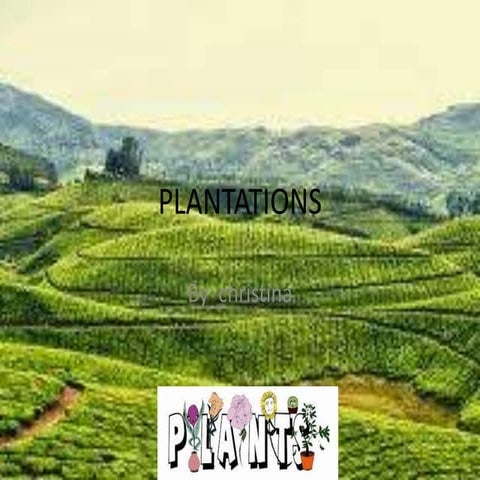 Plantations | PPT