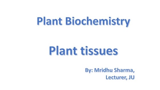 Xylem and phloem lesson 2 | PPT
