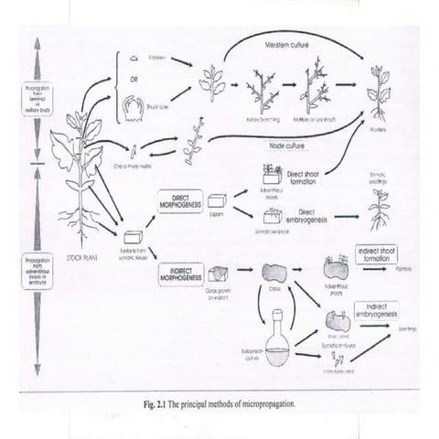 Plant Biotechnology undergraduates note.pptx