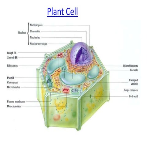 Plant cell | PPT