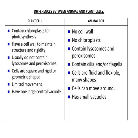Difference Between Plant And Animal Cells Plant And Animal Cell