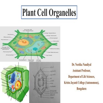 Plant Cell Organelles and their functions | PPTX