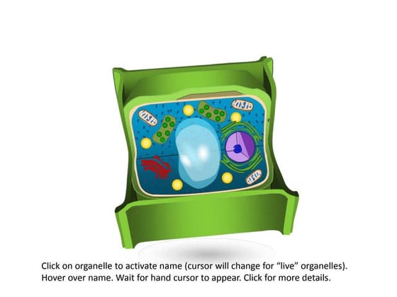 Biology unit 2 cells organelle notes template worksheet | PPT