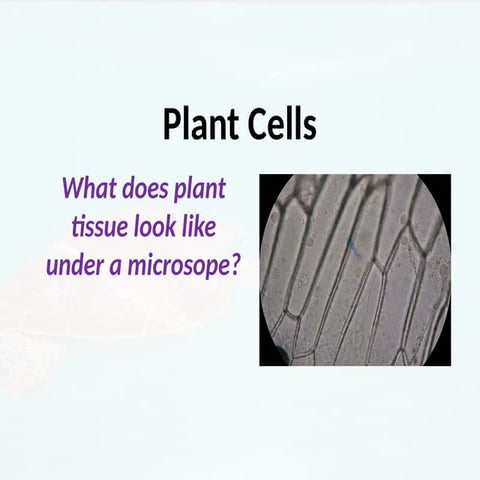Plant cells CAL.pptx. This is a powerpoint | PPTX