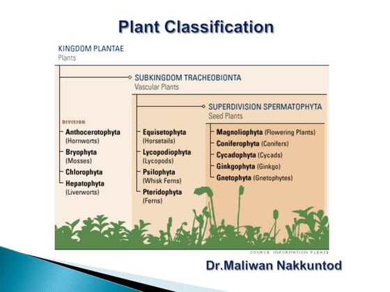 Brassicaceae family (BRASSICACEAE) | PPT