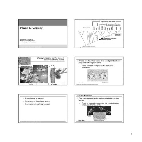 Plant diversity.ppt