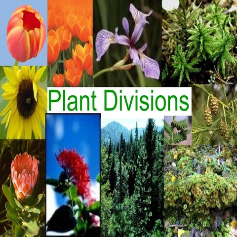 Monocots and dicots | PPT