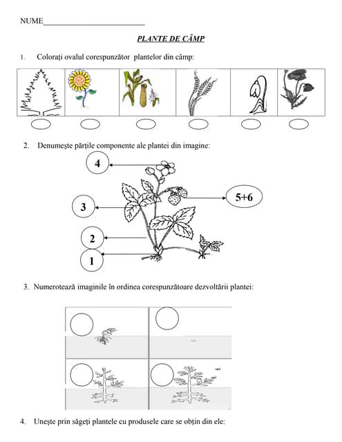 Fisa gen liric | DOC