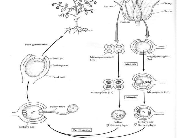 Deveopment of embryo in monocot and dicot | PPTX
