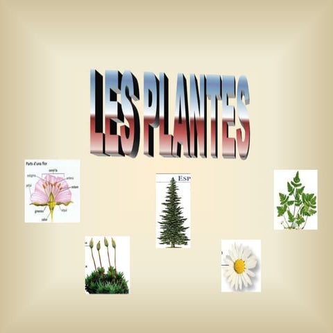 Plantes | PPTX