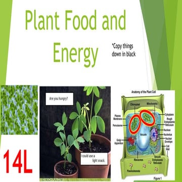 Plant food and energy 7th | PPT