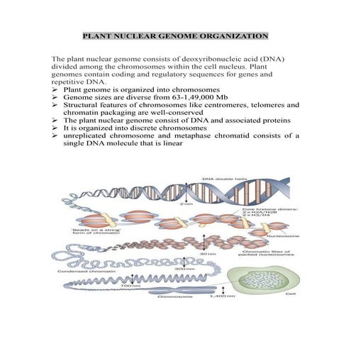 Plant nuclear genome organization | PDF
