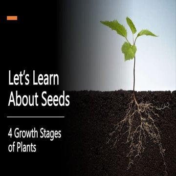 Plant Growth Stages Teacher Slidefths.pptx