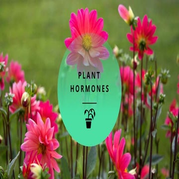 PLANT HORMONES (All plant hormones) presentation.pptx