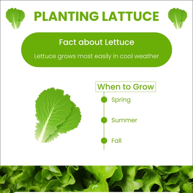 Planting Lettuce Infographic | PDF
