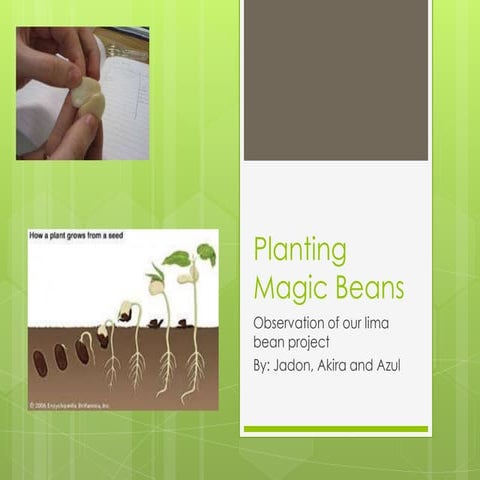Planting magic beans | PPTX