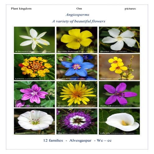 Plant kingdom angiosperms- pictures | PDF