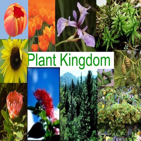 Plant kingdom characteristis | PPT
