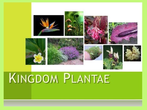 Grade 11 biology plant kingdom | PPTX