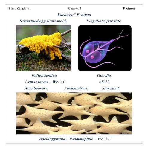 Plant kingdom protista pictures | DOCX