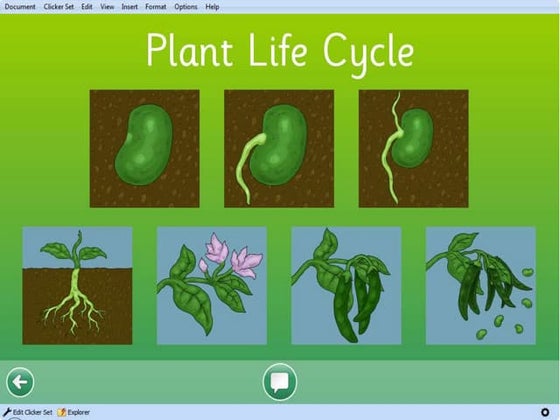 White tailed deer life cycle | PPTX