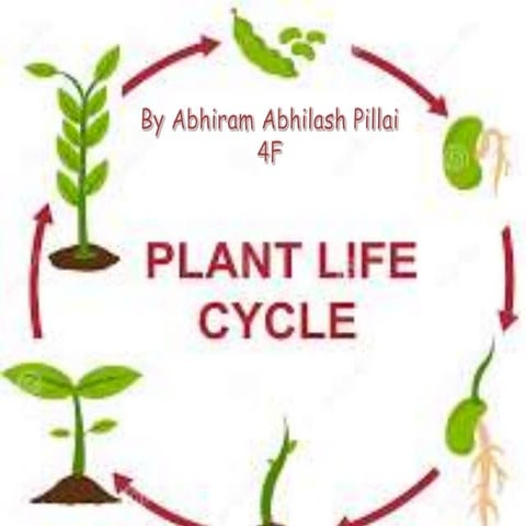 Simple Life Cycle Of A Plant