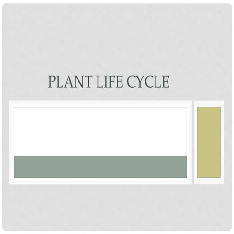 plant life cycle.pptx