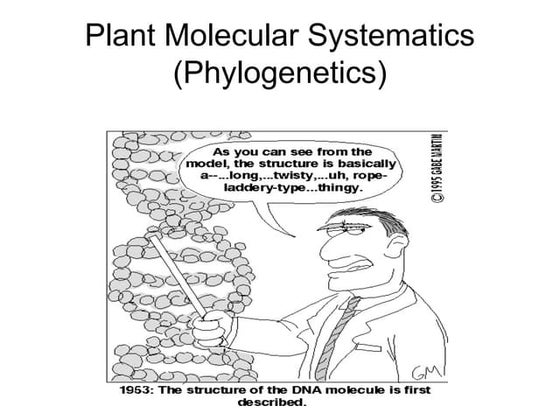 Phylogenetic Tree for the diagram description of evolutionary ...