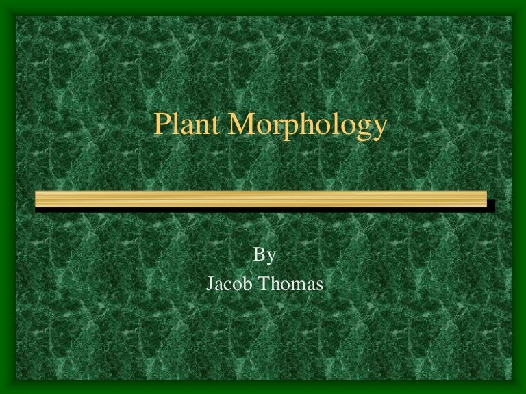 Plant Anatomy And Morphology