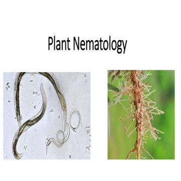 Reproductive system of Nematodes | PPTX