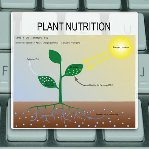plant and soil nutrition | ODP