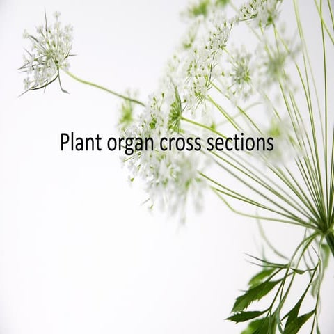 Plant organ cross sections | PPT