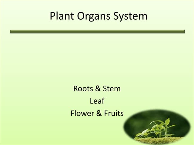 Plant structure and function powerpoint | PPT