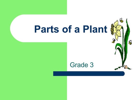 Plants Powerpoint And Interactive Activities 3 Interactive Ideas For