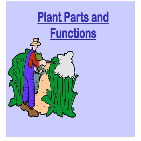 Plant Parts And Functions | PPT