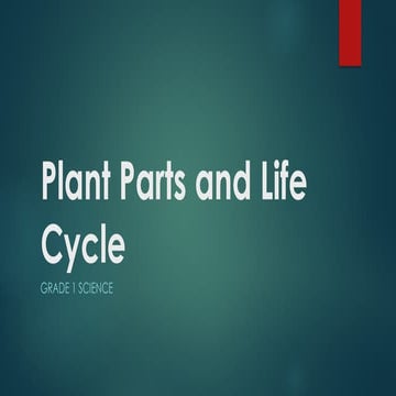 Plant Parts and Life Cycle Grade 1 Lesson (Quarter 4) | PPTX