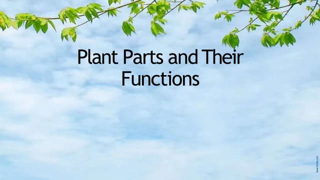 Topic: Parts of a plant for the 4th grades | PPTX