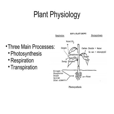 plantphysiology-120121184543-phpapp02.ppt