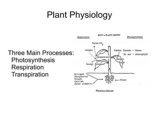 Introduction to principles of plant physiology | PPT