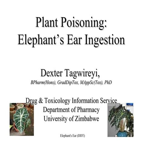 Plant Poisoning: Elephant's Ear Ingestion | PPT