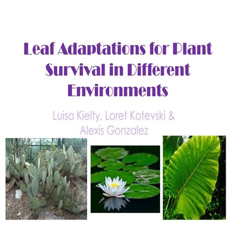 Plants Topic 8 | PPTX | Gardening | Home & Garden